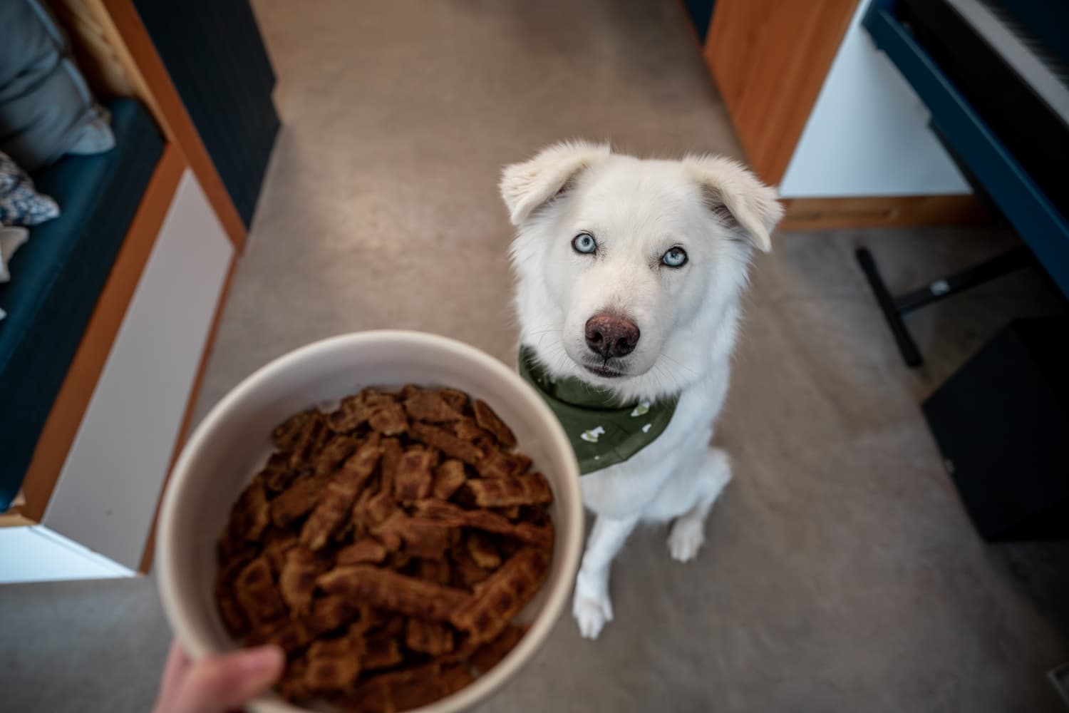 Best Dehydrated Dog Food 2025 | Homes Alive Pets